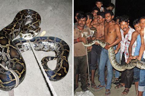 villagers save 20ft python struggling to swallow giant goat in india