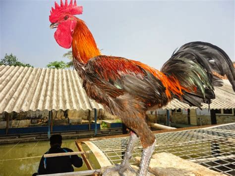 Obrolan Seputar Ayam Dan Burung Kicau Mengenal Jenis Ayam Pelung