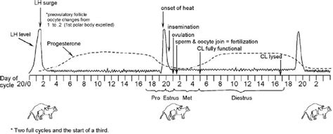 Schematic Of Stages Of The Estrous Cycle Serum Progesterone