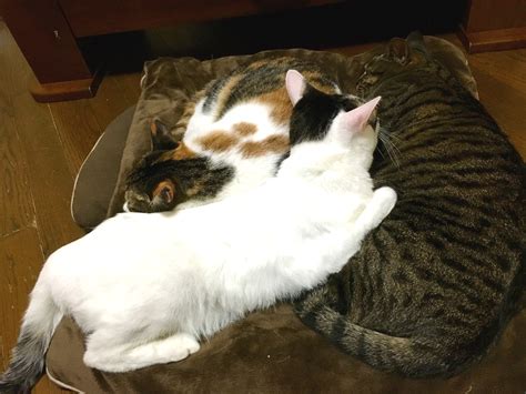 【海外】あなたの猫の名前はランクインしてる？アメリカで人気の猫の名前はこれだ！！｜猫の総合情報サイト ペットスマイルニュースforネコちゃん