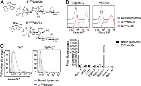 Development Of A High Affinity Glycan Ligand Specific For Siglec G A