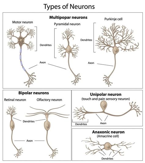 The Neuron External Structure And Class
