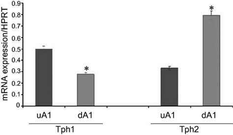 Tryptophan Hydroxylase 2 Tph2 In A Neuronal Cell Line Modulation By