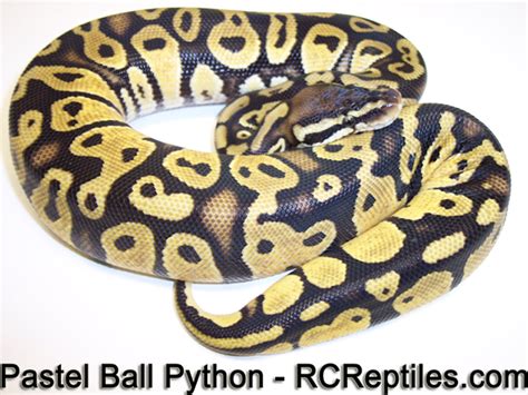 python set wallpaper wallpapersafari