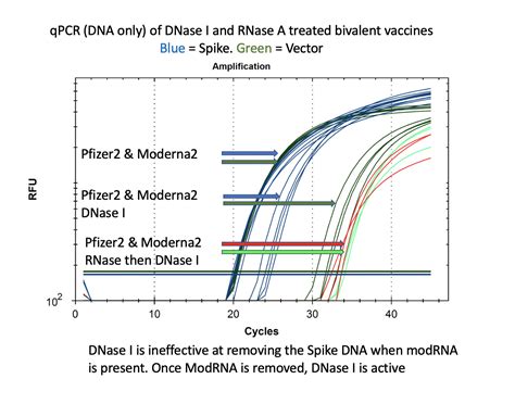 Dna Rna Hybrids R Loops And Nuclease Resistance Of The Mrna Vaccines
