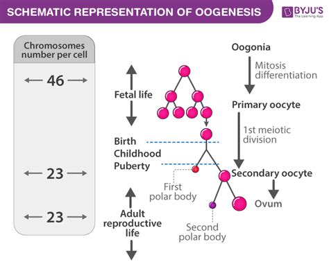 Schematic Representation Of Oogenesis