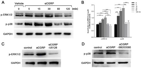 αcgrp Regulates Osteogenic Differentiation Of Bone Marrow Mesenchymal