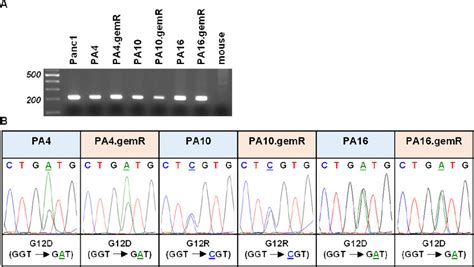 Gemr Pdx Models Retained Mutations In Codon 12 Of The Kras Gene That