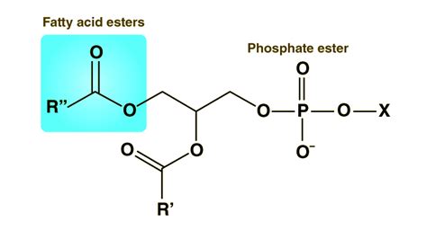 Lipids Definition Structure Properties Classification Types Examples