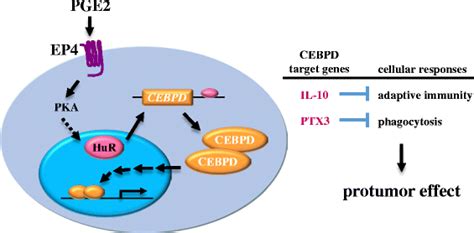 Biological Roles Of Ccaat Enhancer Binding Protein Delta During