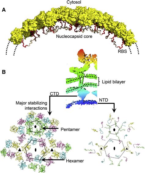 Organization Of The Nucleocapsid Core A Core Surface Formed By Capsid
