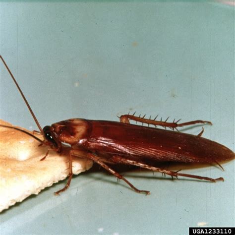 8 Types Of Roaches With Pictures A Pest Identification Guide