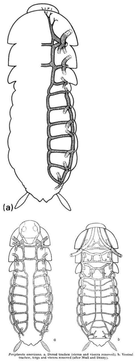 How To Draw Respiratory System Of Cockroach In A Step By Step Method Easil