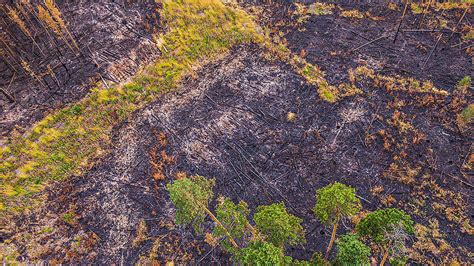 ¡siberia Se Quema Emergencia En Los Bosques De Rusia Greenpeace
