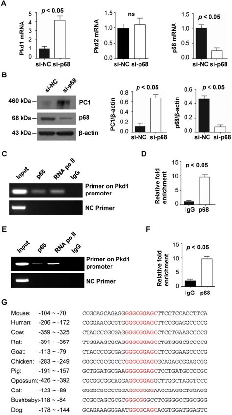 P68 Represses Pkd1 Expression By Binding To The Pkd1 Promoter A The