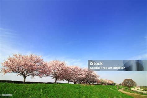 桜の花と日本の風景 サクラの木のストックフォトや画像を多数ご用意 サクラの木 ピンク色 並木 Istock