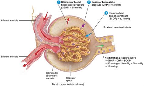 Glomerular Filtration Location Glomerular Filtration Rate Range And