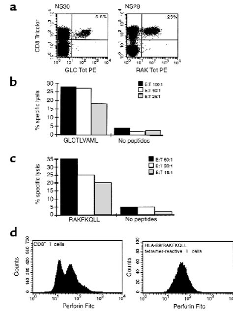 Cytotoxicity Of Ebv Specific T Cells During The Primary Immune