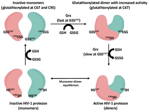 Model Depicting Hiv 1 Protease Monomers Bottom Left In Equilibrium