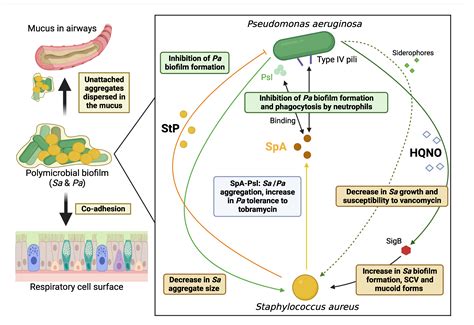 Ijms Free Full Text Biofilm Formation By Staphylococcus Aureus In