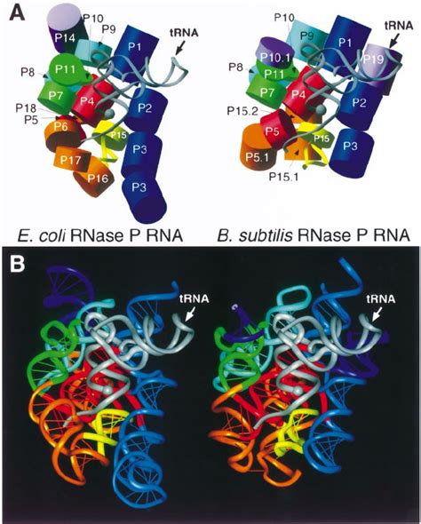 A Helix Barrel Models Of Li And B Subtilis Rnase P Rna Trna