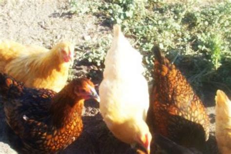 Beginners Guide To Raising Chickens Everything You Need To Know