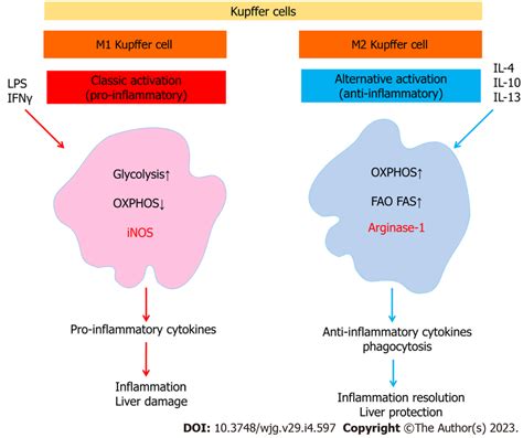 Kupffer Cell Polarization Lps Lipopolysaccharide Fao Fatty Acid