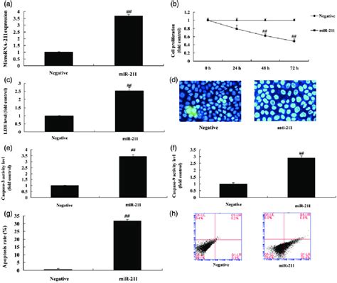 Over Expression Of Mirna 211 Regulates Bone Cell Apoptosis A Qrt Pcr