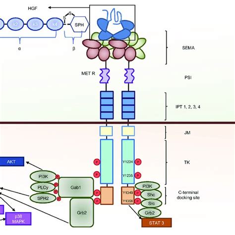 Pdf Hgf And Met From Brain Development To Neurological Disorders