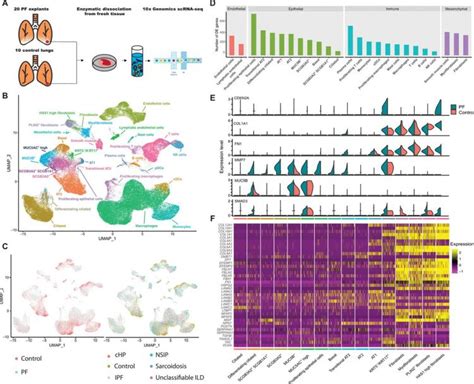 single cell rna sequencing reveals profibrotic roles of distinct