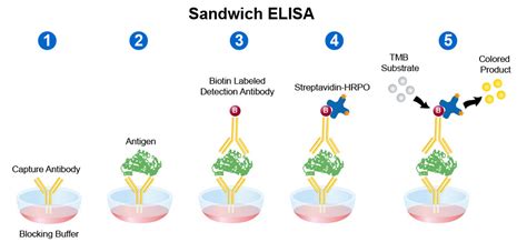 sandwich elisa protocol leinco technologies