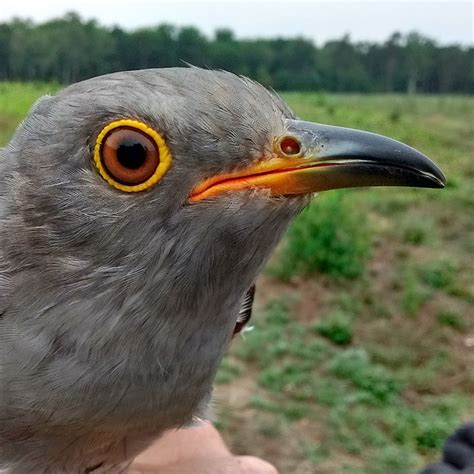 victor bto british trust for ornithology
