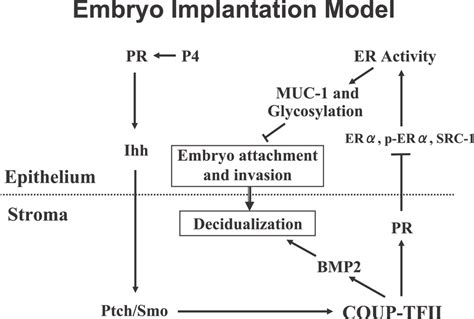 Working Model Of Coup Tfii In Mediating Progesterone Function In The