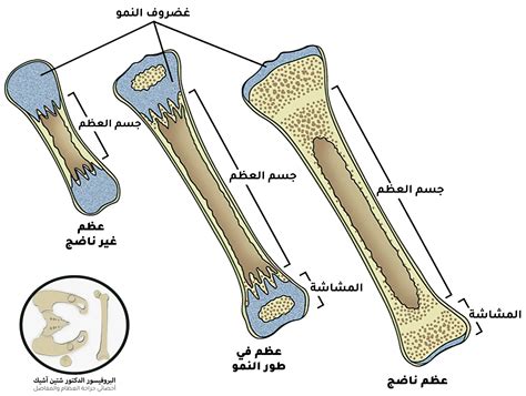 أنواع العظام في جسم الإنسان وفق عدة تصانيف د شتين اشيك