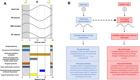 Circadian Rhythm Of Cardiac Electrophysiology Arrhythmogenesis And
