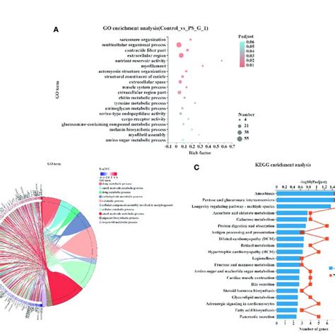Functional Enrichment Analysis Of Differentially Expressed Genes