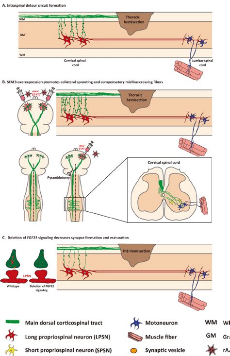 Schematic Representation Of The Formation And The Regulation Of
