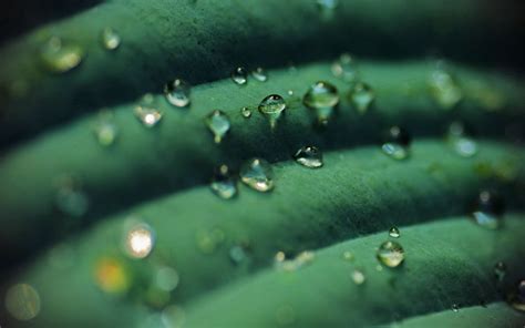 Wallpaper Water Nature Green Dew Leaf Flower Drop Close Up