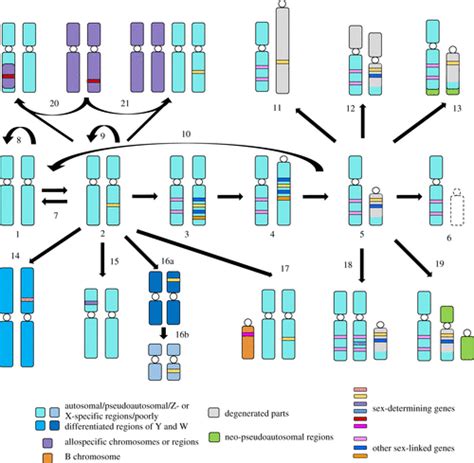 expanding the classical paradigm what we have learnt from vertebrates