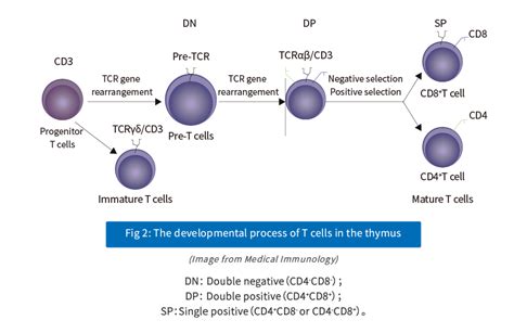 Cd4 Cd8 T Cell Population Detection Elabscience