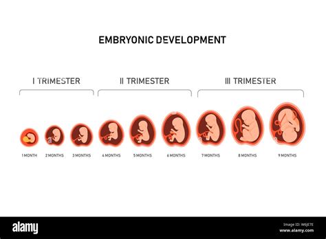 Pregnancy Fetal Foetus Development Embryonic Month Stage Growth Month