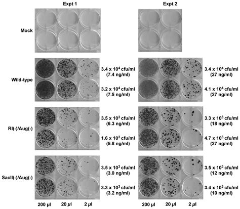 Rre Deleting Self Inactivating And Self Activating Hiv 1 Vectors For
