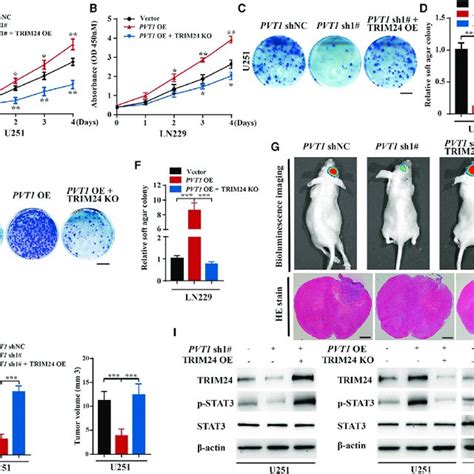 Pvt1 Promotes Glioma Progression Depending On Trim24 A Re Expression
