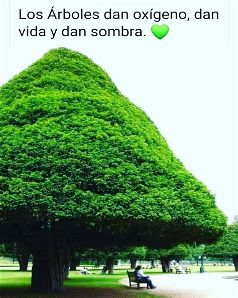 Los árboles Dan Oxígeno Dan Vida Y Dan Sombra Frases