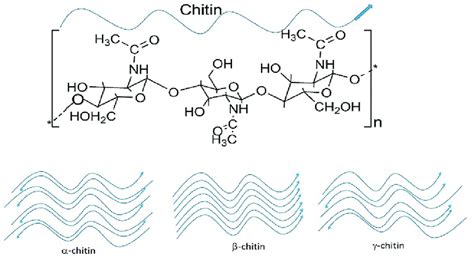 chitin definition structure function and examples