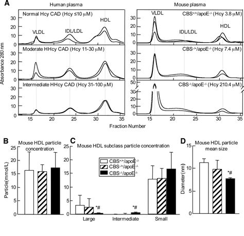 hyperhomocysteinemia decreases circulating high density lipoprotein by
