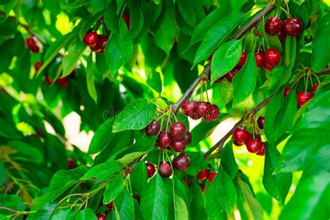 Red Cherries Growing On Cherry Tree Stock Image Image Of Color