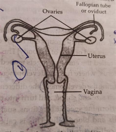 draw and label the female reproductive system write the