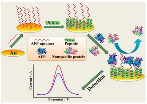 Biosensors Free Full Text Detection Of Alpha Fetoprotein Using