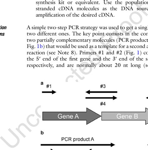 A Pcr Strategy For Gene Fusions Four Oligonucleotides 1 2 3